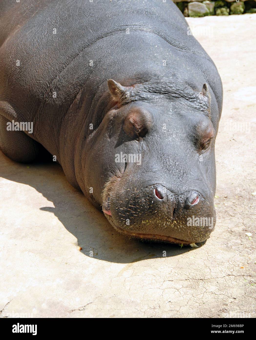 Sleeping hippos hi-res stock photography and images - Alamy