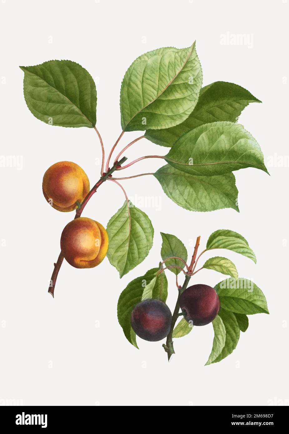 Vintage apricot branch plant vector Stock Vector Image & Art - Alamy