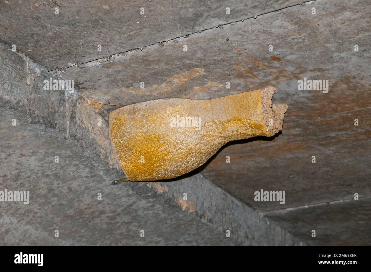 Red-rumped swallow artificial nest under a bridge. Its nest, in the ...