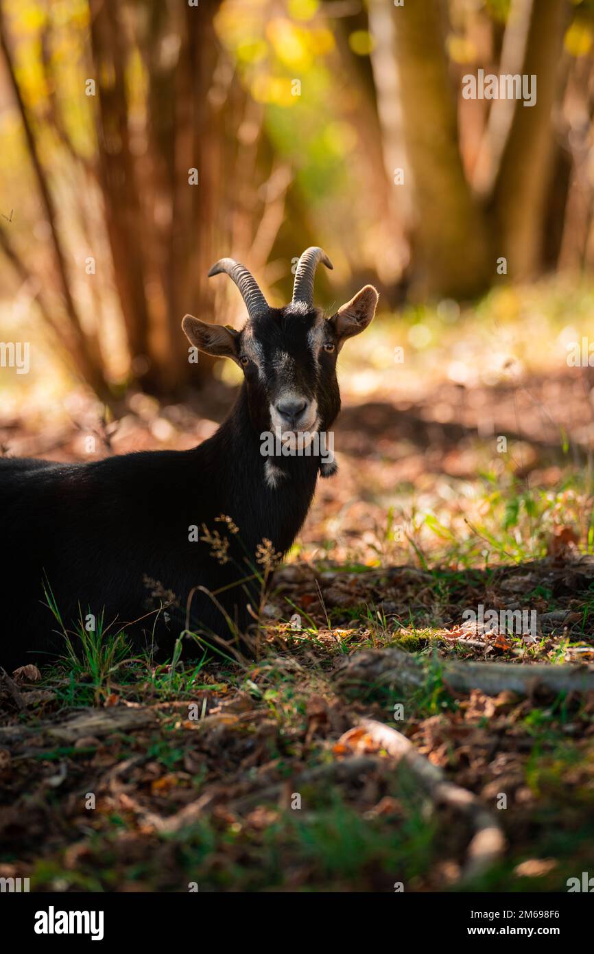 Goat in the alps Stock Photo - Alamy
