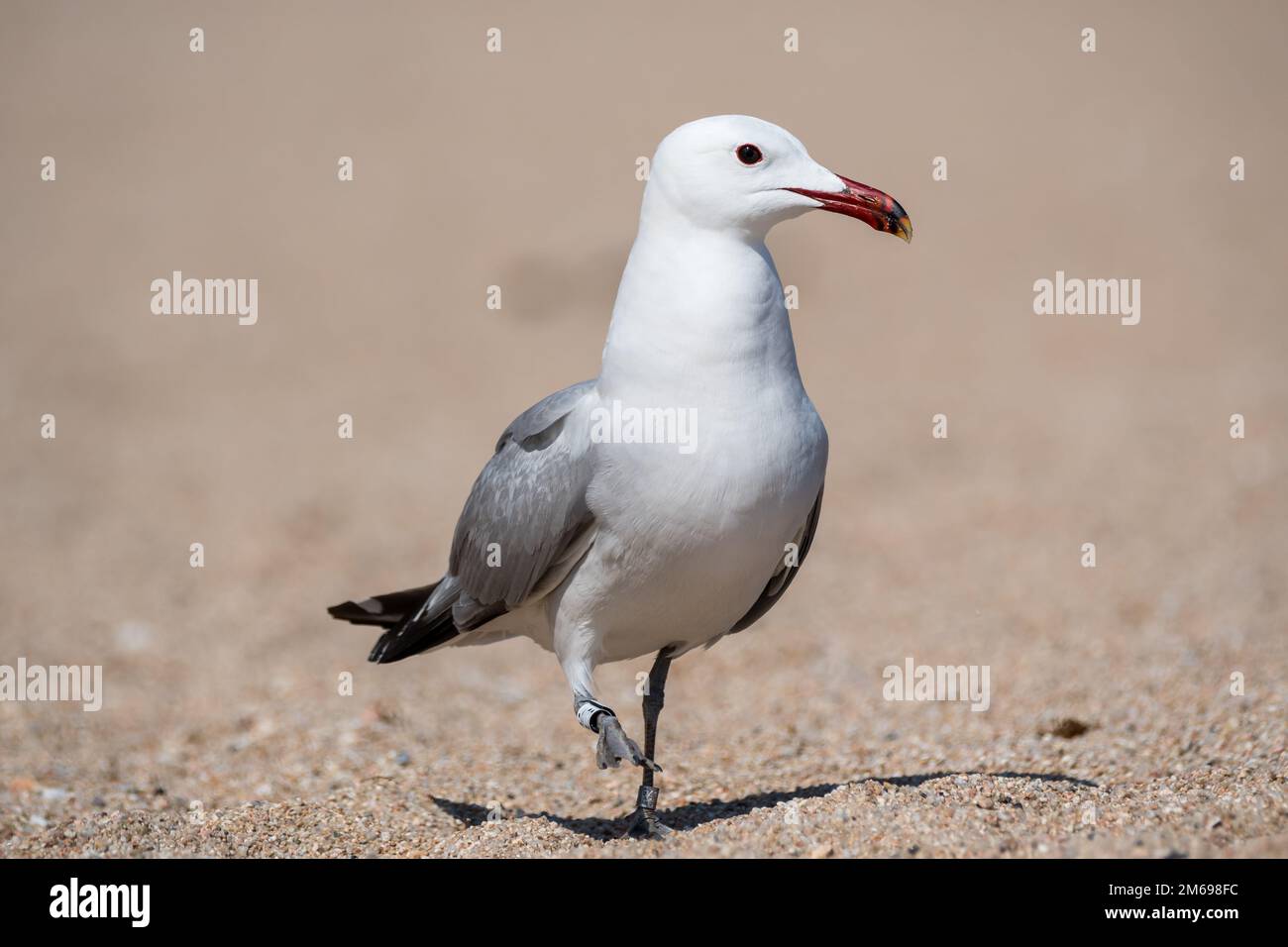 Gavina roja hi-res stock photography and images - Alamy