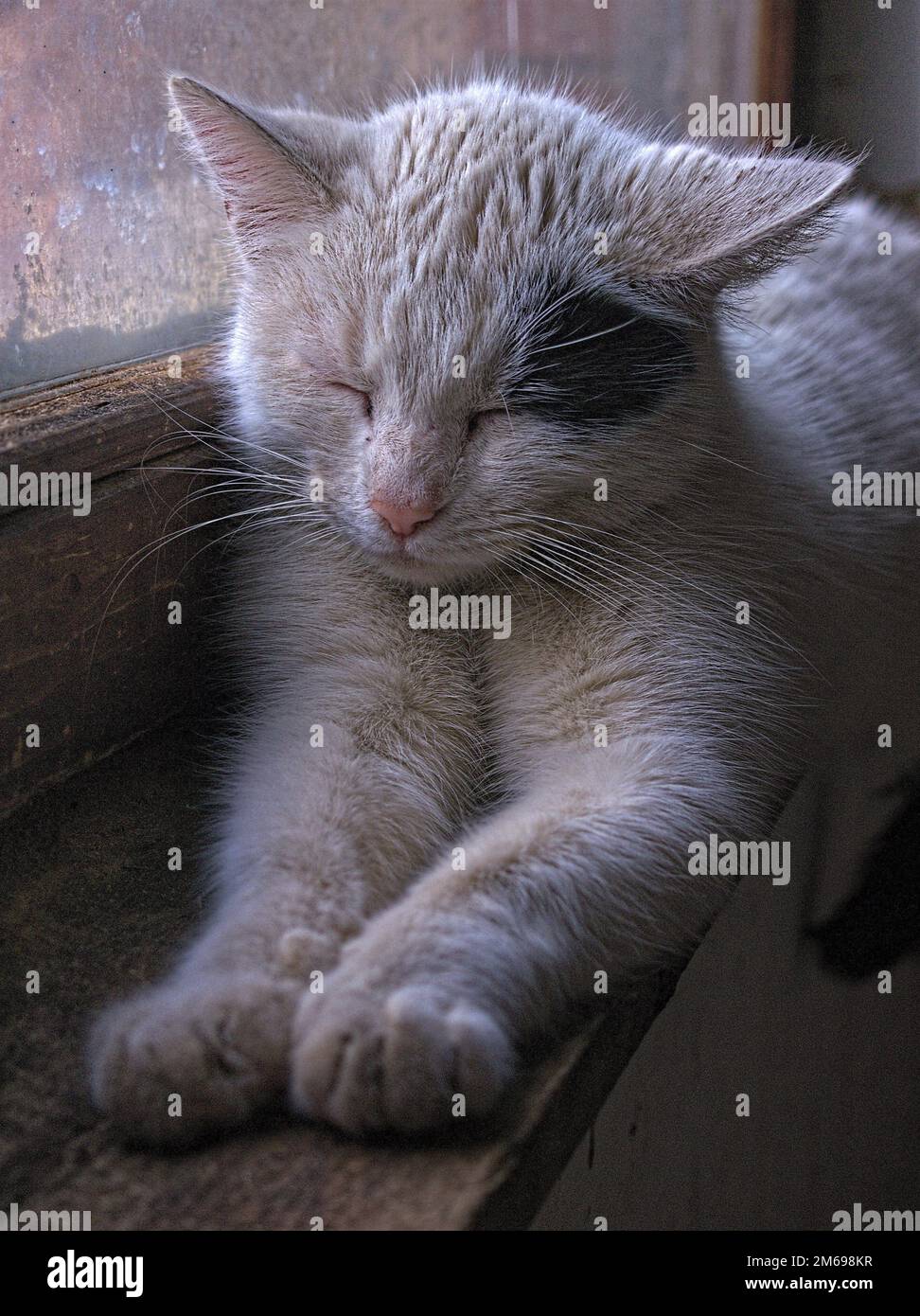 A cat stretching its legs after sleeping Stock Photo - Alamy