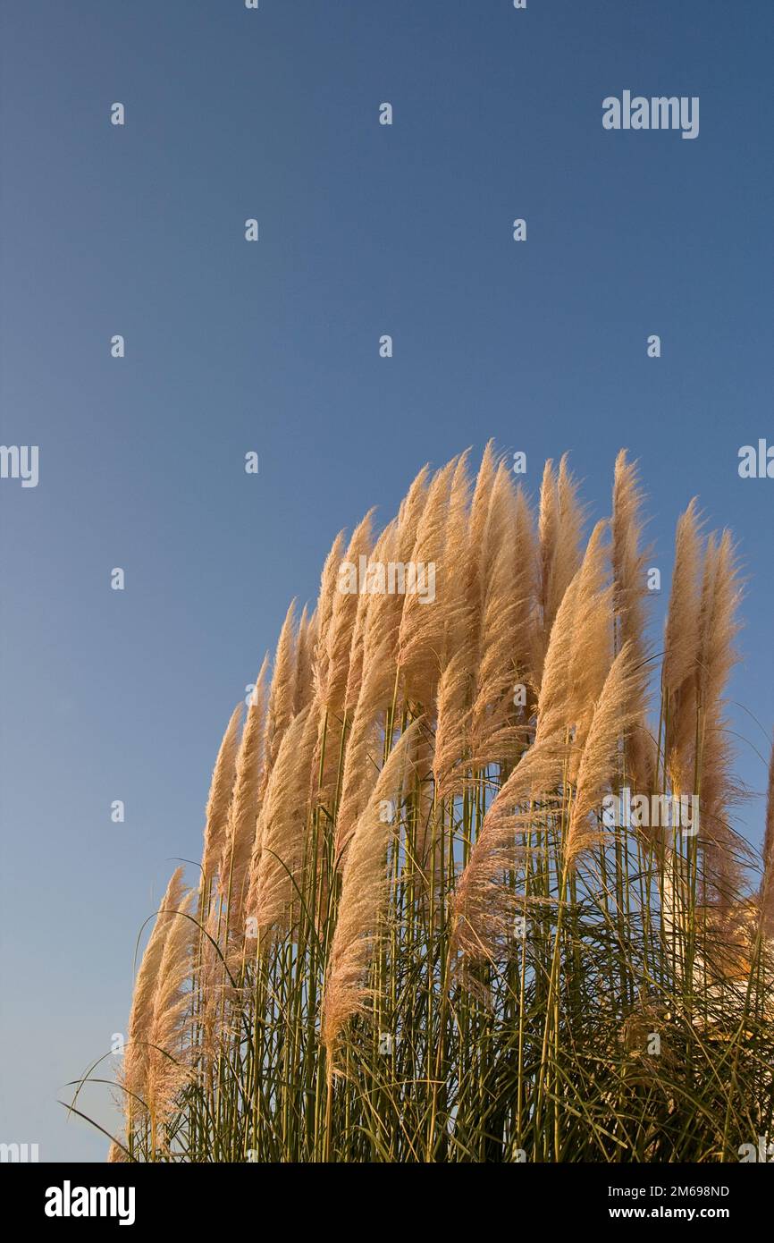 Chinese reed Miscanthus sinensis Stock Photo - Alamy