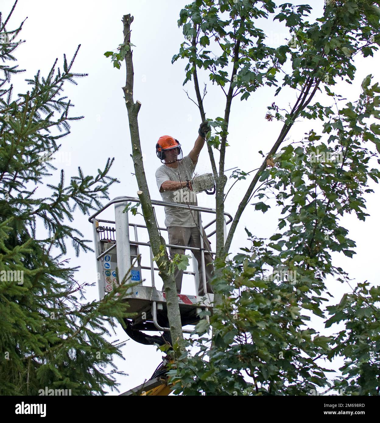 Man cutting tree 2 Stock Photo - Alamy