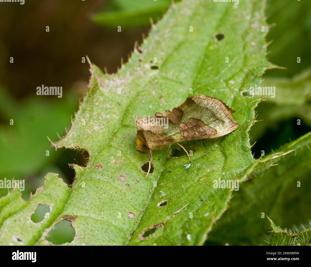 Burnished Brass moth Stock Photo - Alamy