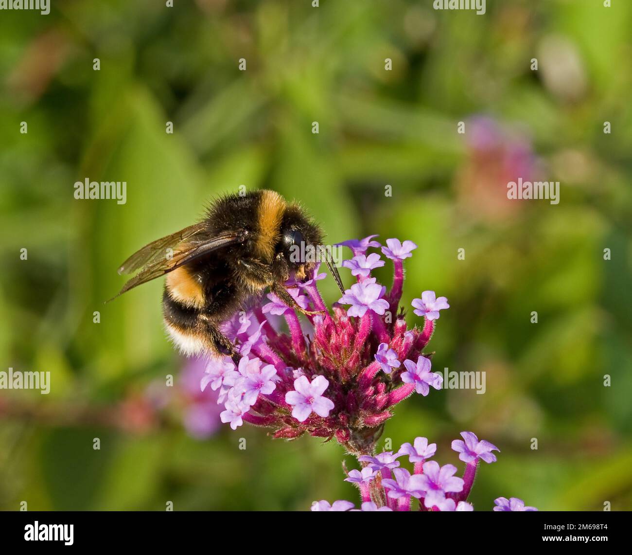 Bumblebee on verbena bonariensis hi-res stock photography and images ...