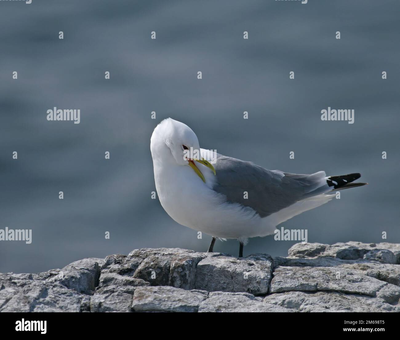 Kittiwake farne islands england hi-res stock photography and images - Alamy