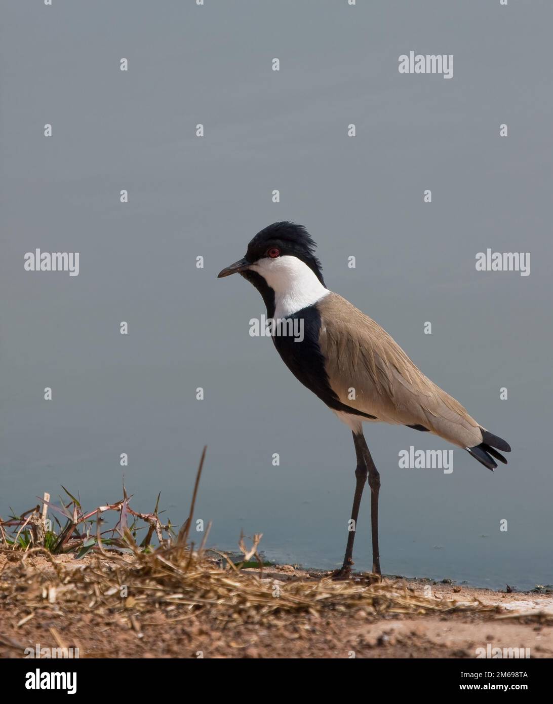 Spur-winged Plover in The Gambia Stock Photo - Alamy