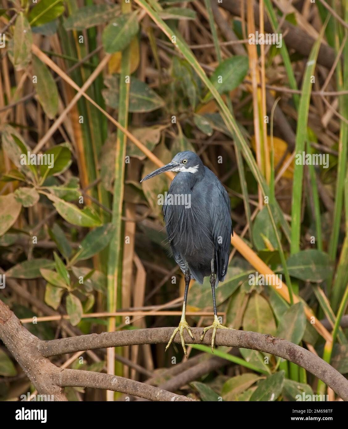 Western Reef Heron at Kotu Stock Photo - Alamy