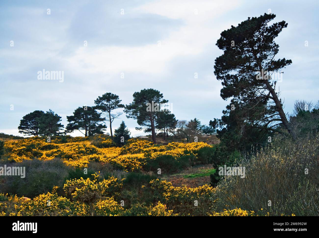 Heath landscape with gorse Stock Photo - Alamy