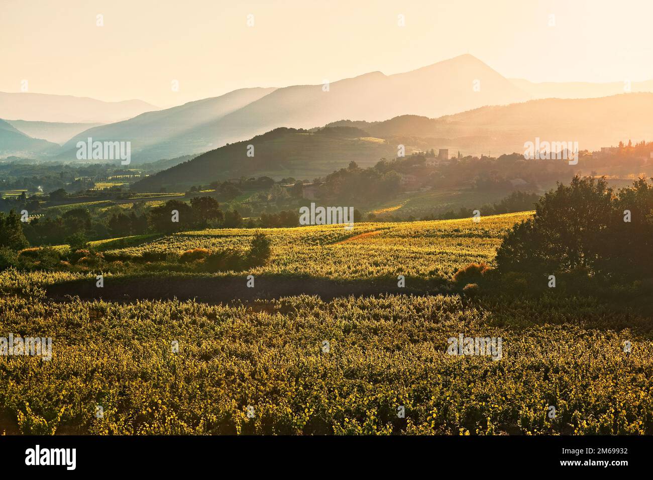 Valley with vine fields Stock Photo - Alamy