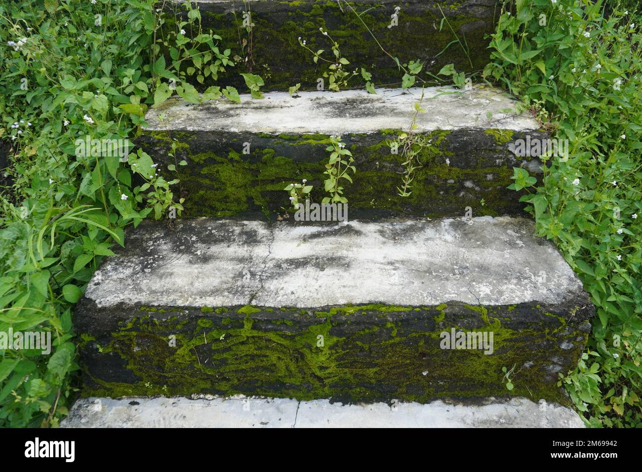 Mossy Stairs between green bushes on nature close up Stock Photo - Alamy