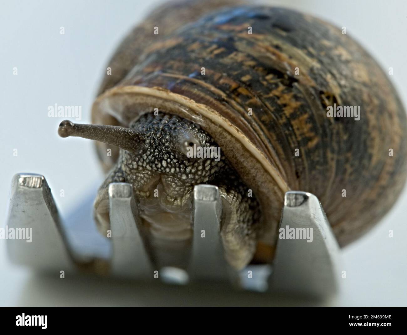Snaillike hi-res stock photography and images - Alamy
