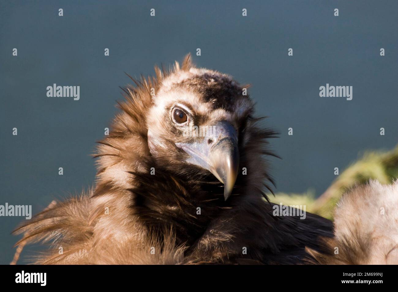 Black Headed Vulture Stock Photo - Alamy