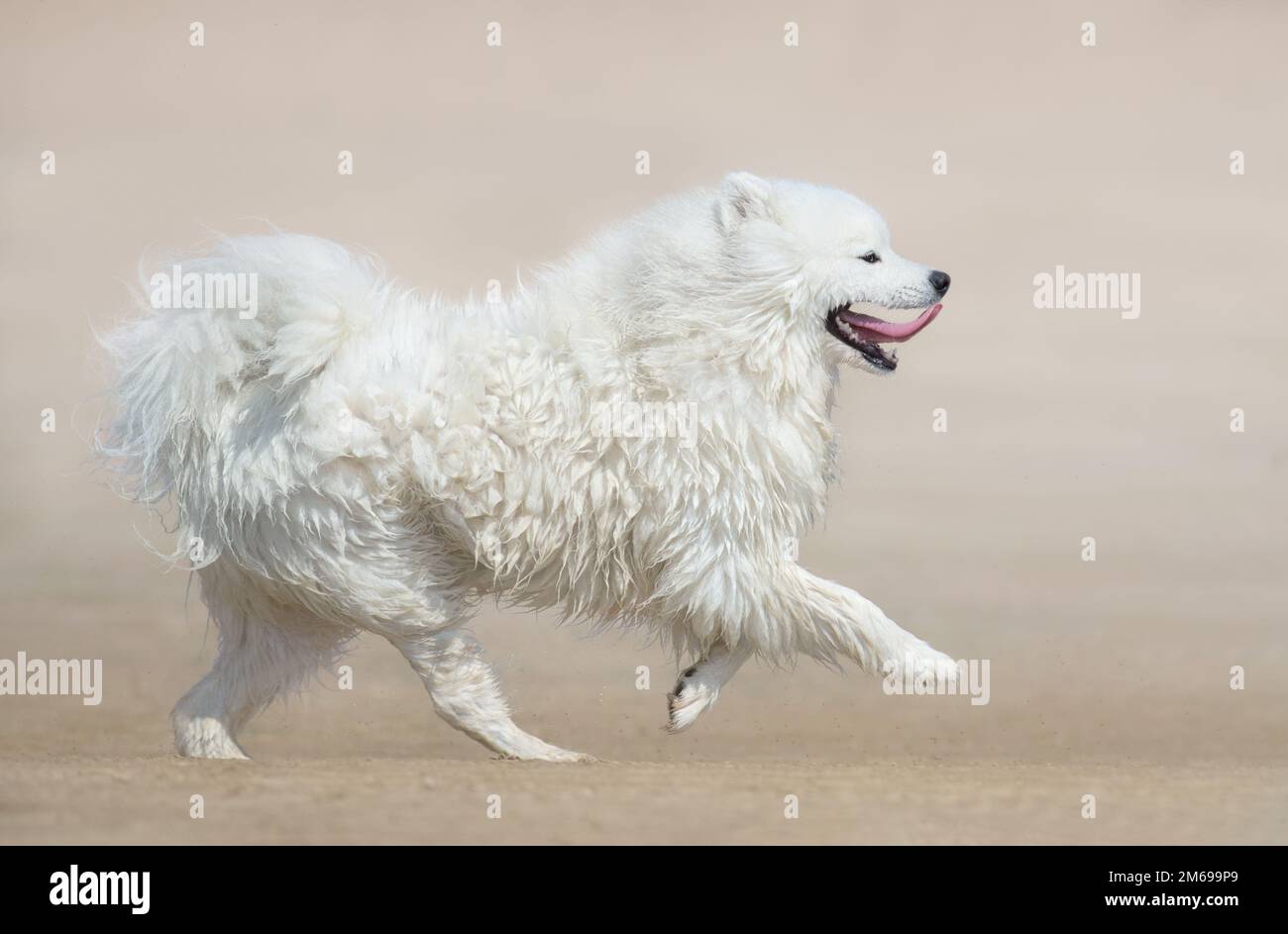 White fluffy dog of breed Samoyed dog running on beach. Monochrome sand ...