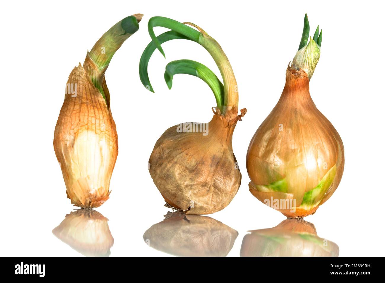 Old bulb sprouting this spring hi-res stock photography and images - Alamy