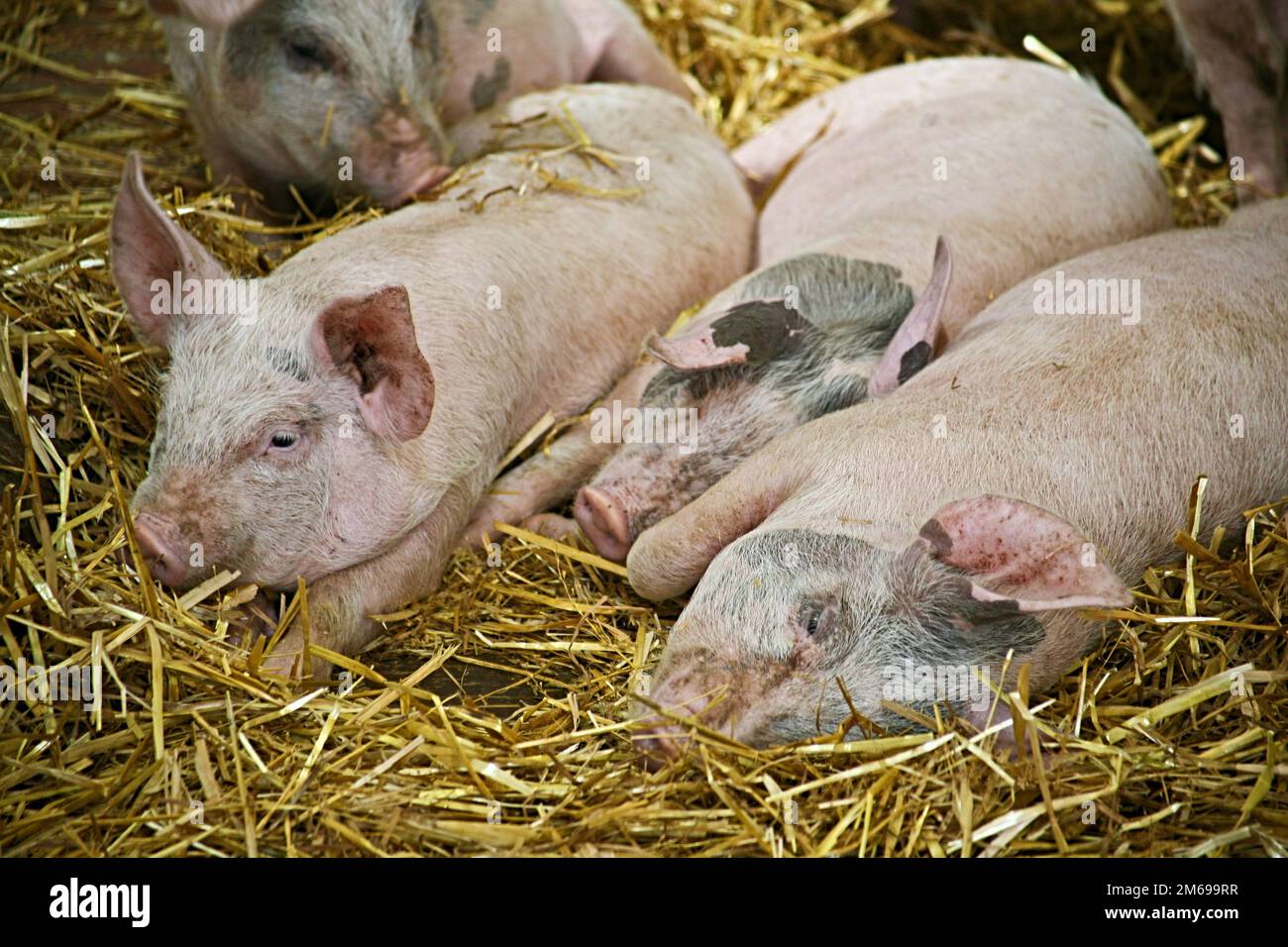 Piglet litter hi-res stock photography and images - Alamy