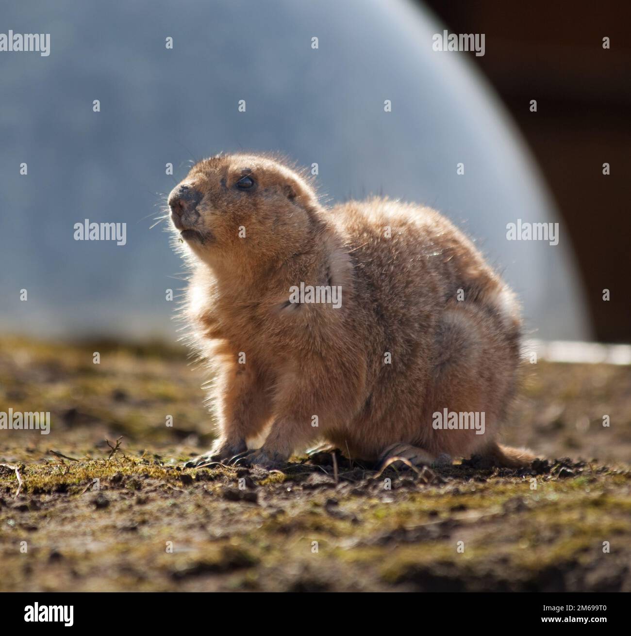 Mammal dog prairie hi-res stock photography and images - Alamy