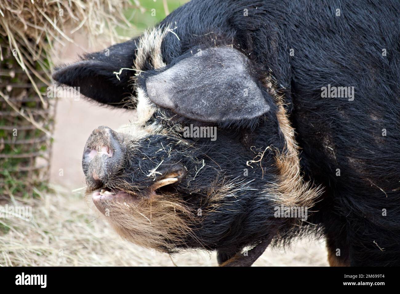 Pig shelter hi-res stock photography and images - Alamy