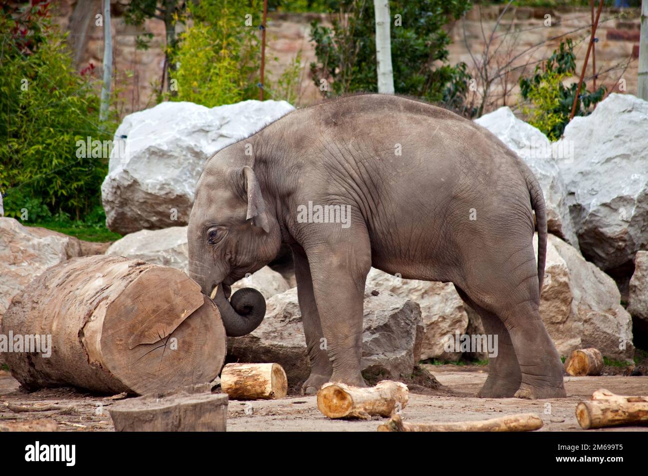 Elephant log hi-res stock photography and images - Alamy