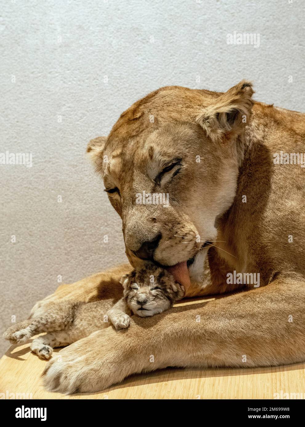 MUSE, Science Museum. A museum dedicated to nature, the mountains ...
