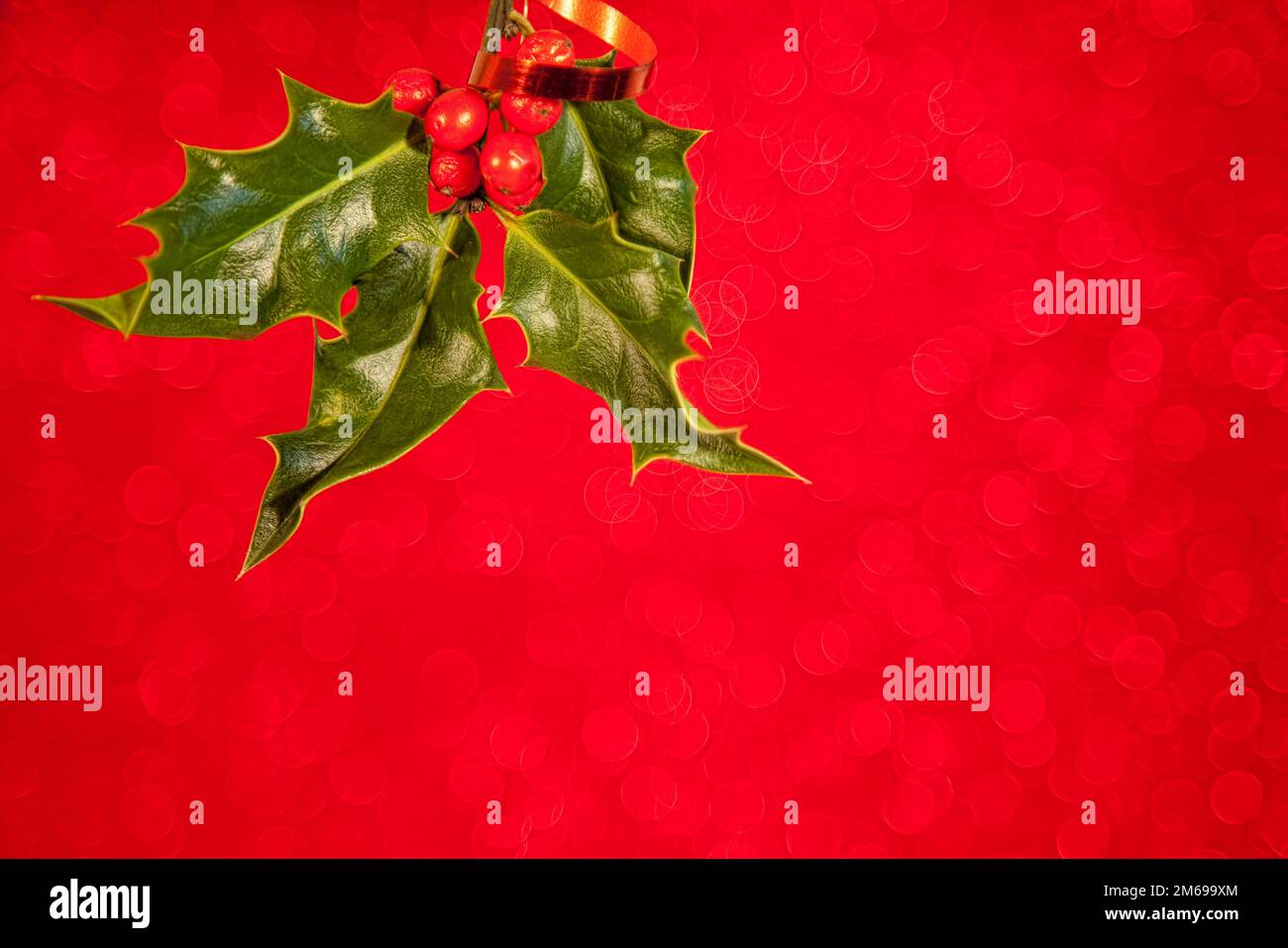 Sprig holly hi-res stock photography and images - Alamy