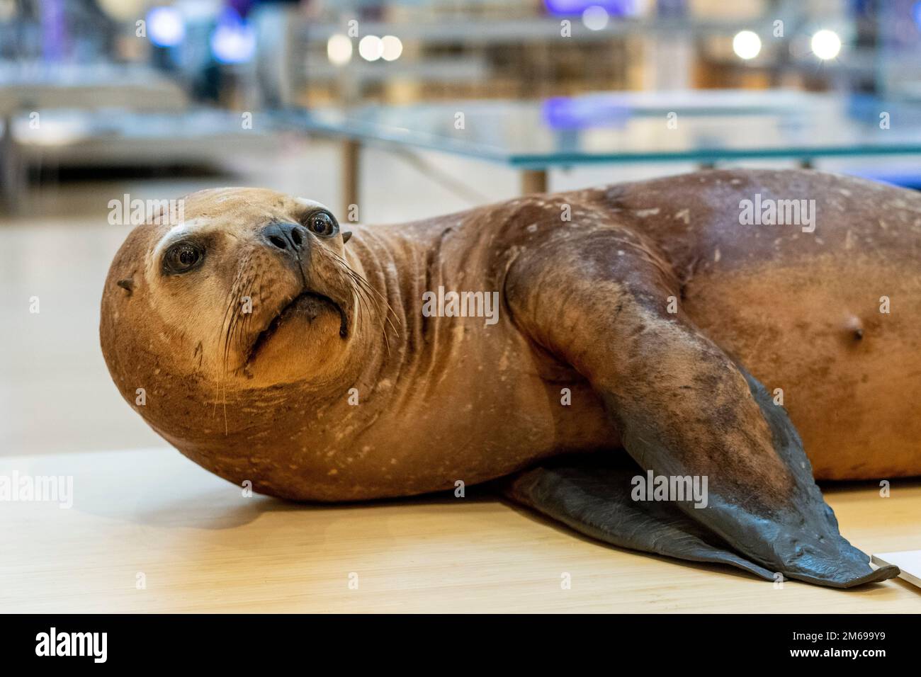 MUSE, Science Museum. A museum dedicated to nature, the mountains ...