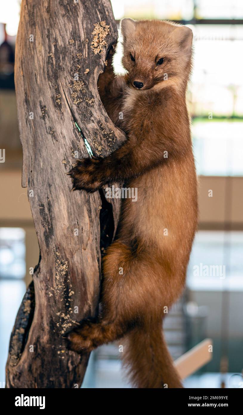 MUSE, Science Museum. A museum dedicated to nature, the mountains ...