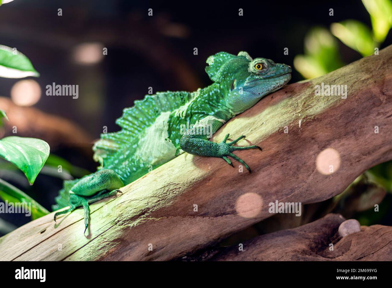 MUSE, Science Museum. A museum dedicated to nature, the mountains ...