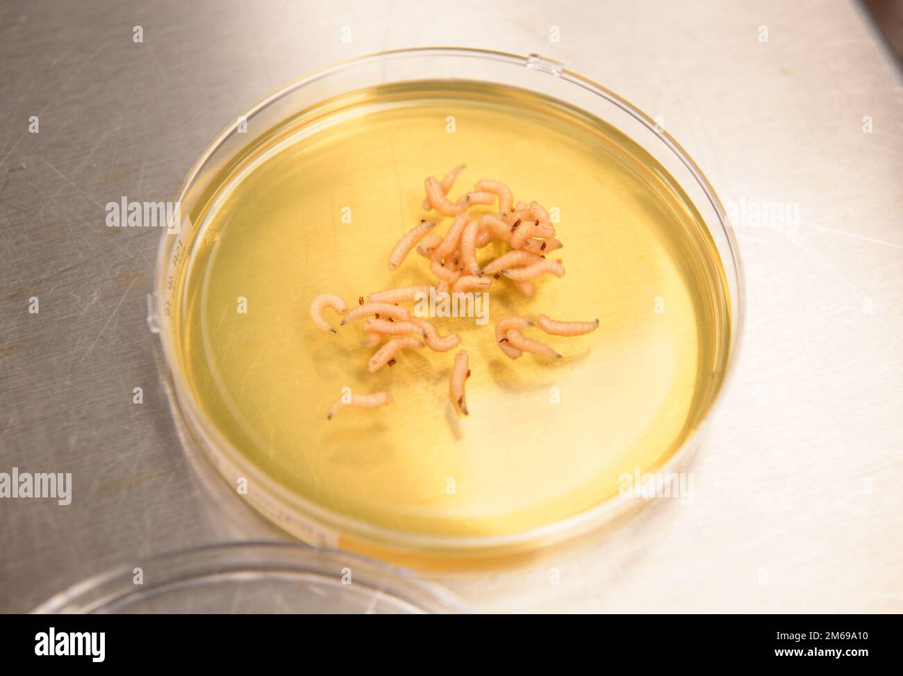 Maggot Debridement Therapy