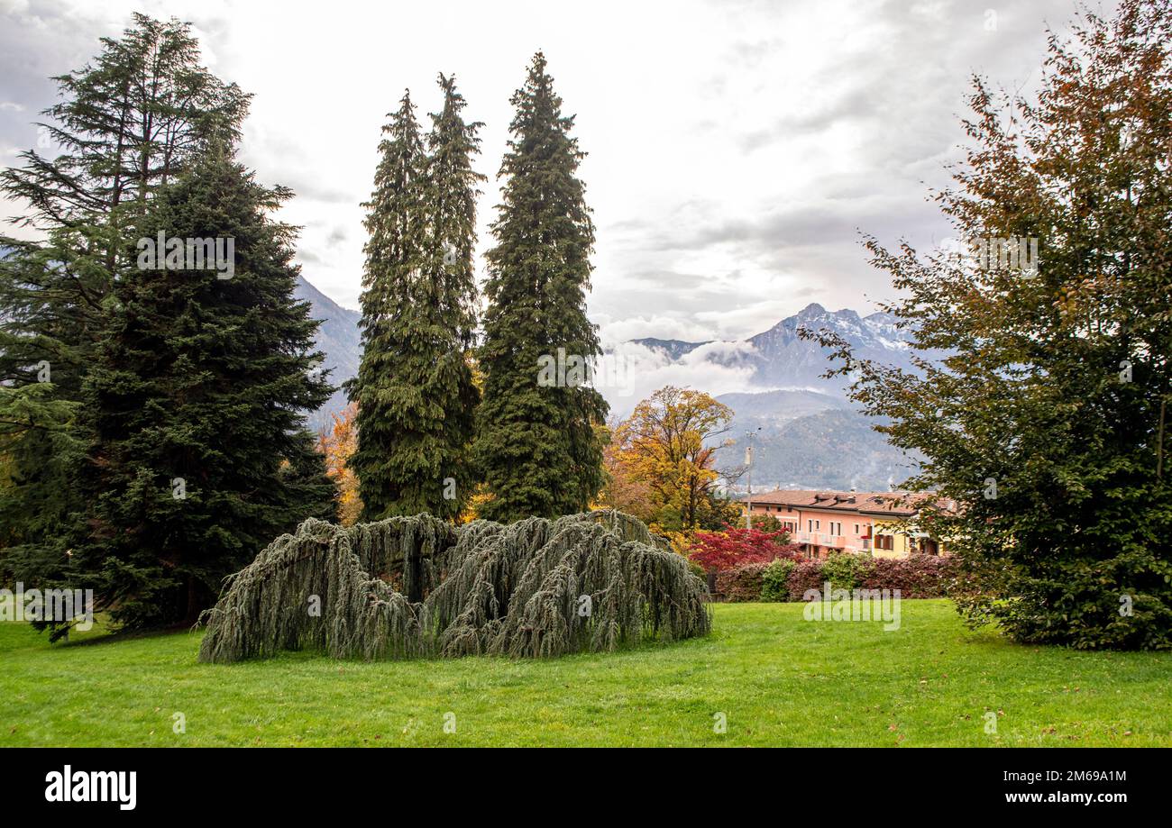 Group of trees on a park of Levico Terme, Italy - October 24th 2020 ...