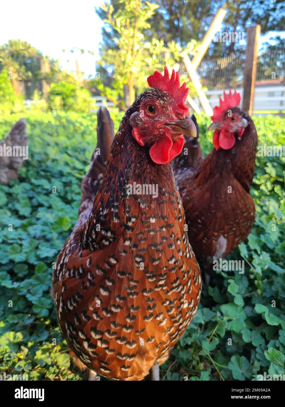 A vertical shot of the chickens enjoying the day in the yard Stock ...
