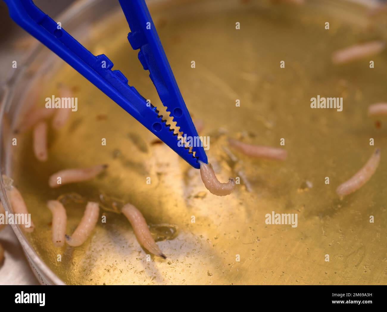 The manufacture of Larval or Maggot Debridement Therapy used for the ...