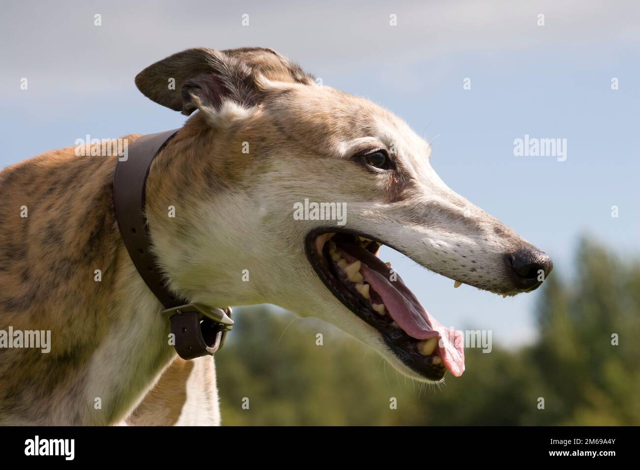 Hunt greyhound hi-res stock photography and images - Alamy