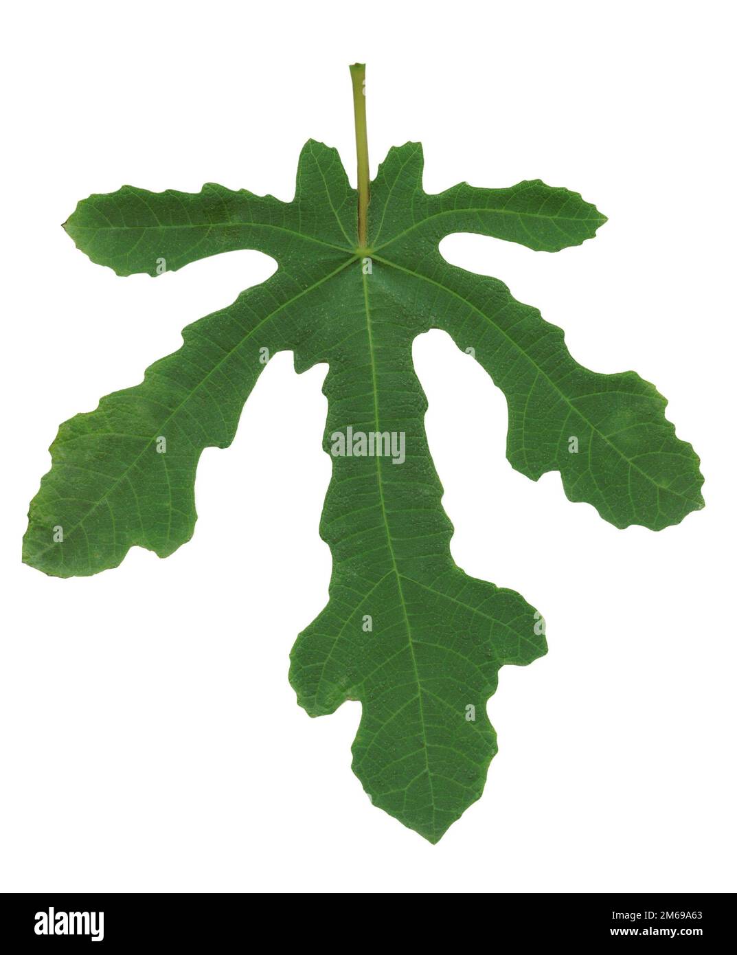 Modesty leaf hi-res stock photography and images - Alamy