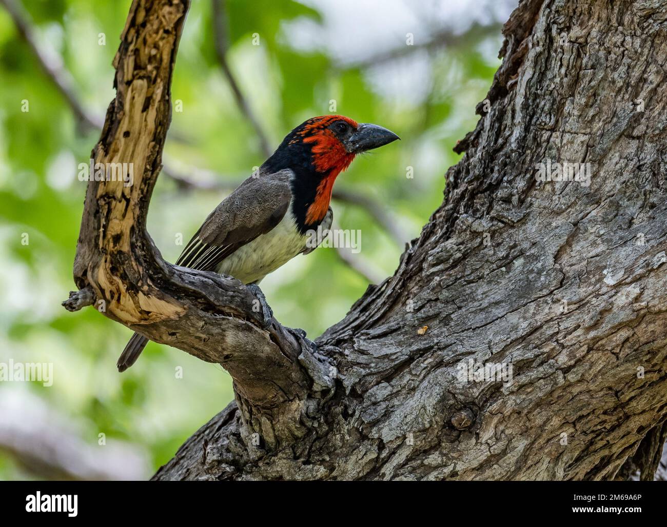 A Black-collared Barbet (Lybius torquatus) perched on a branch. Kruger ...