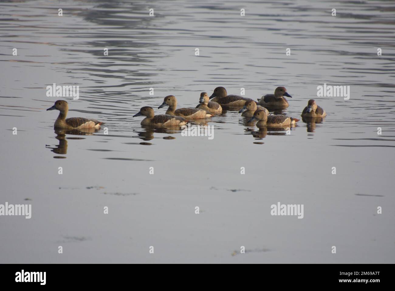 Kolkata, India. 03rd Jan, 2023. Mostly water hyacinth covered ...