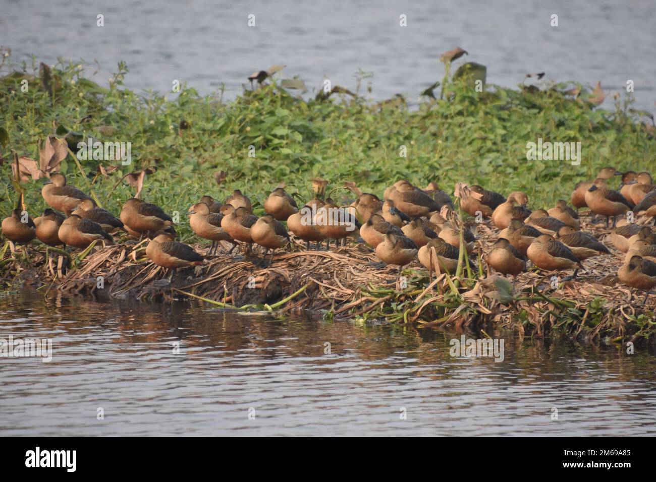 Kolkata, India. 03rd Jan, 2023. Mostly water hyacinth covered ...