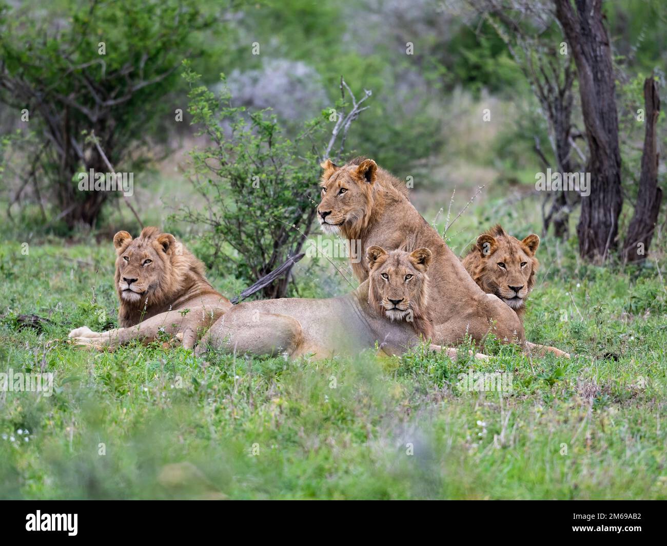 A group of Lions (Panthera leo) resting in the bushes. Kruger National ...