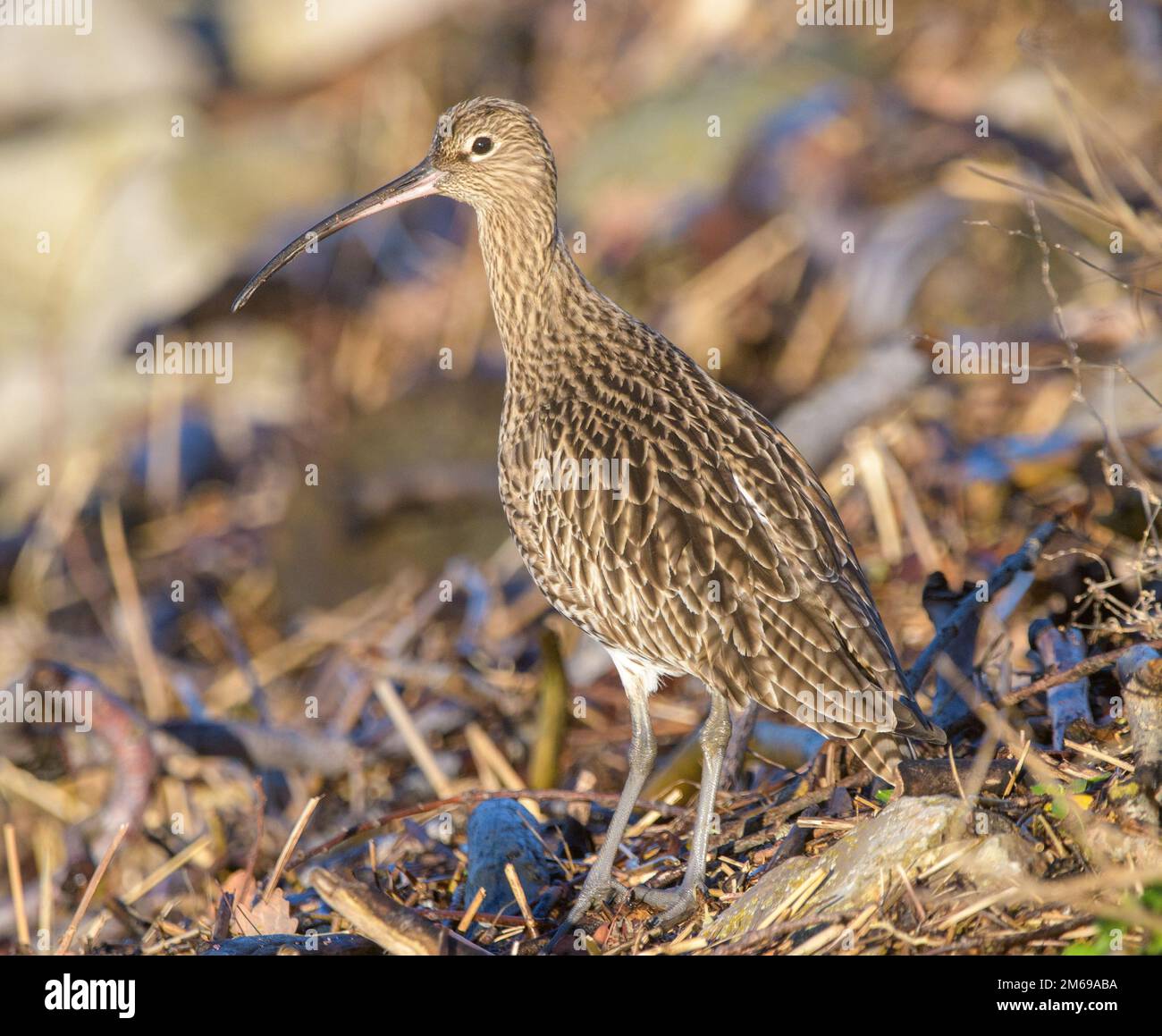 Curlew (Numenius arquata Stock Photo - Alamy