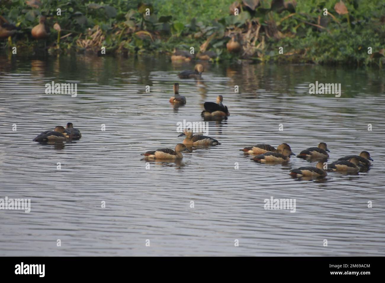 Kolkata, India. 03rd Jan, 2023. Mostly water hyacinth covered ...