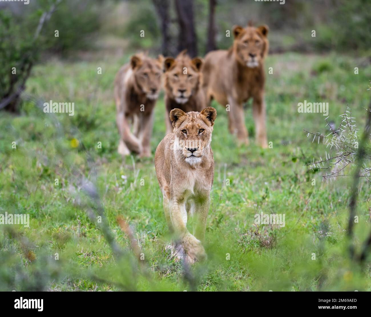A female lioness leads a group of young male lions (Panthera leo) ready ...