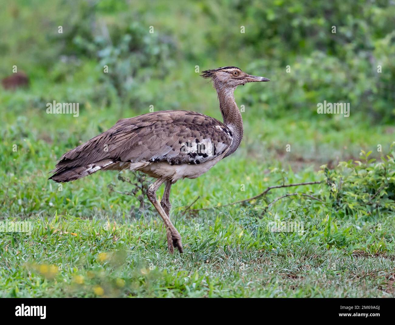 A Kori Bustard (Ardeotis kori) walking in open grassland. Kruger ...
