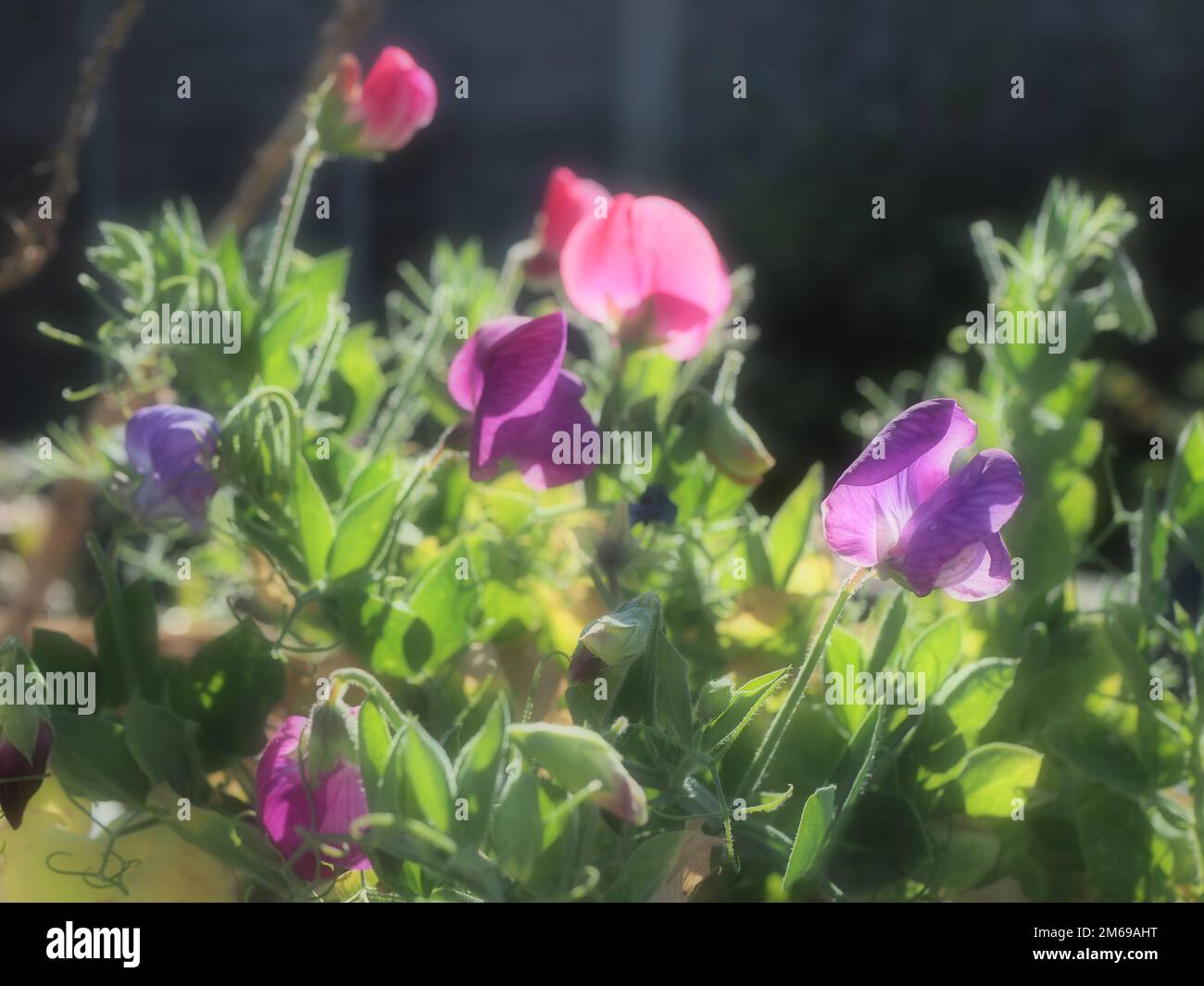 A semiabstract picture of sweet pea flowers showing vivid colours ...