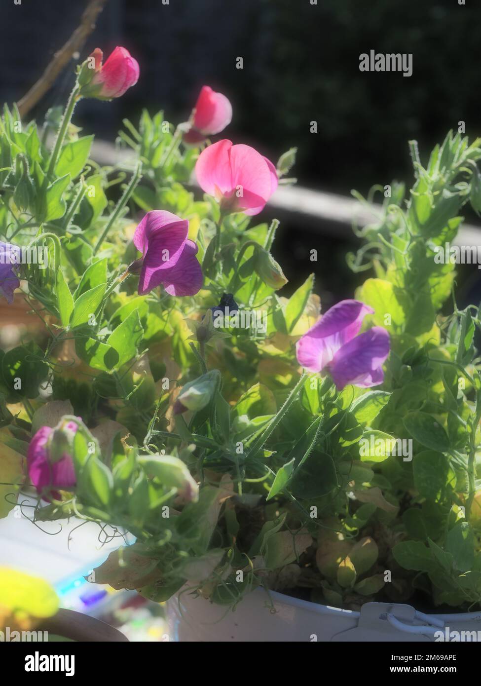 A semiabstract picture of sweet pea flowers showing vivid colours ...