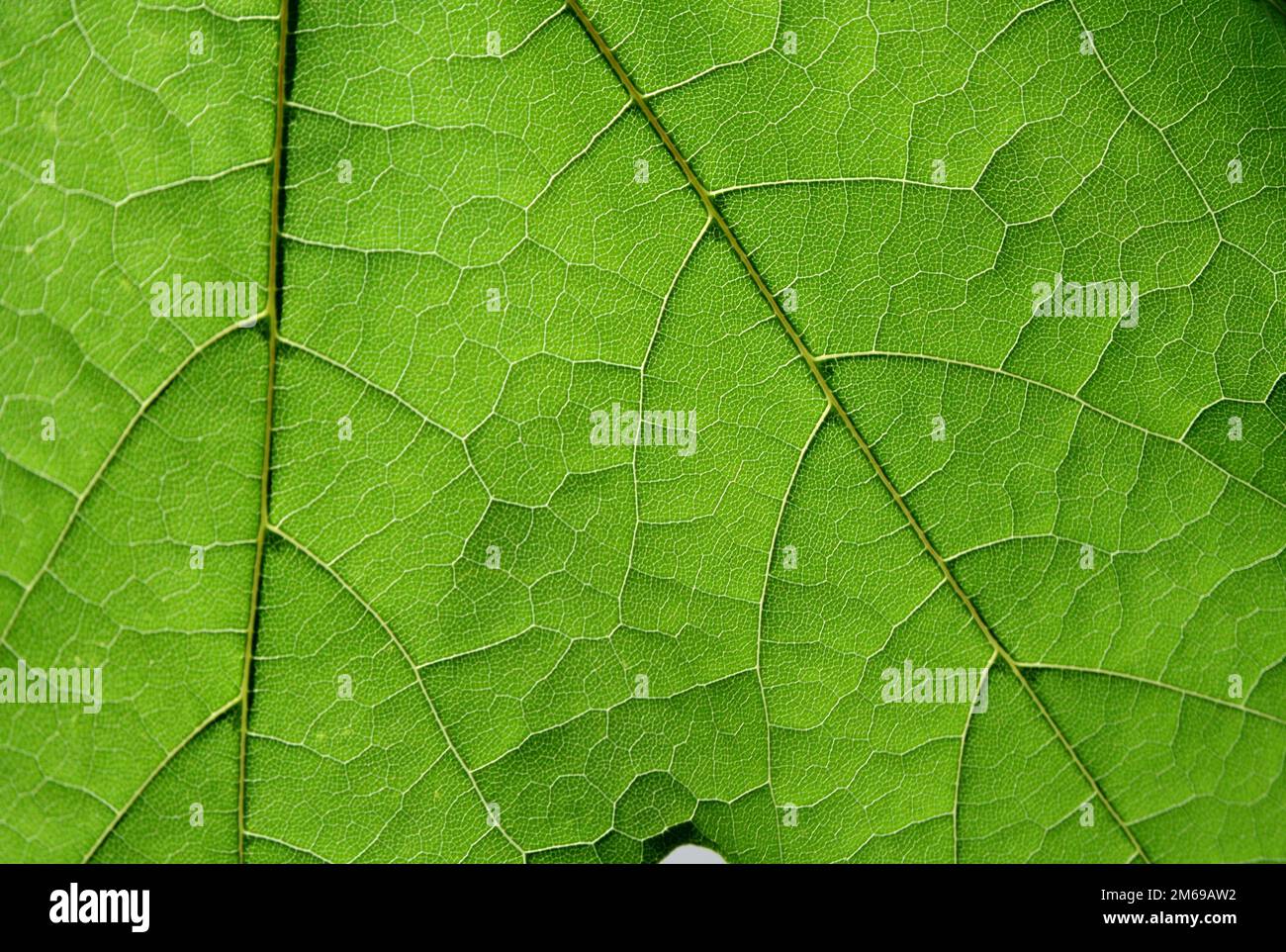 Series of the textures (green leaf of maple 2 Stock Photo - Alamy