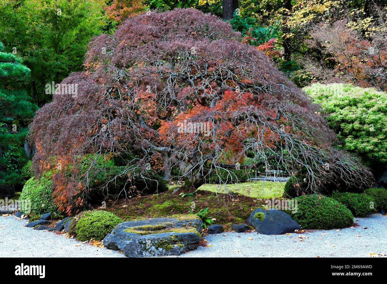 Japanese Maple in Portland Japanese Garden in Oregon Stock Photo - Alamy