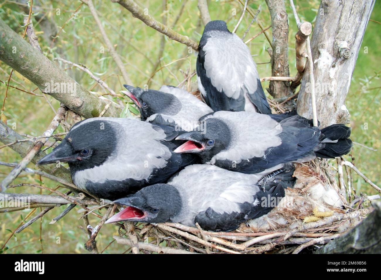 Nestling of the crow in the nest 2 Stock Photo - Alamy