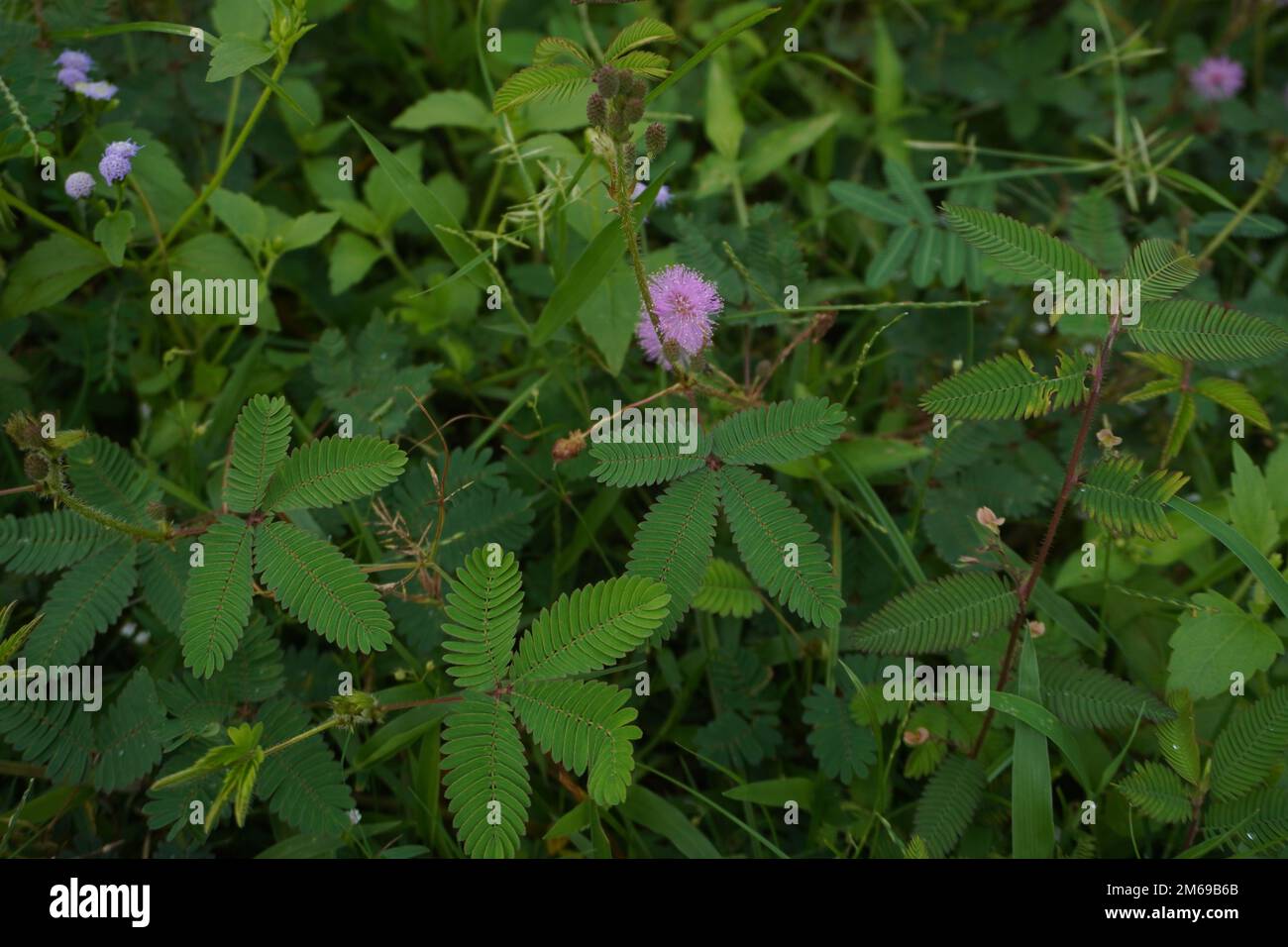 Mimosa pudica flower or putri malu in indonesia looks very beautiful ...