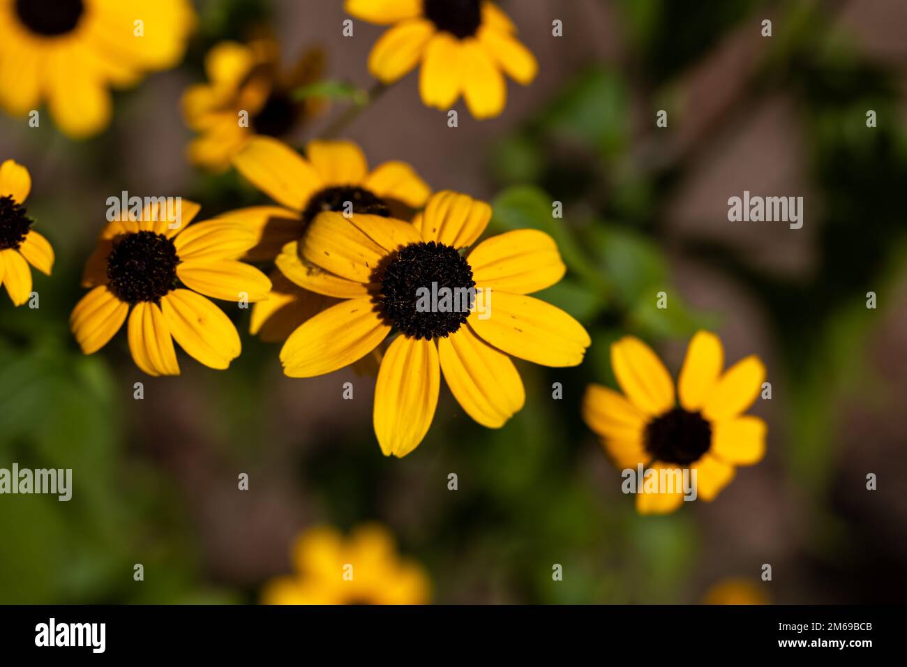 A bunch of black-eyed Susan flowers on a summer day, Montreal, Quebec ...